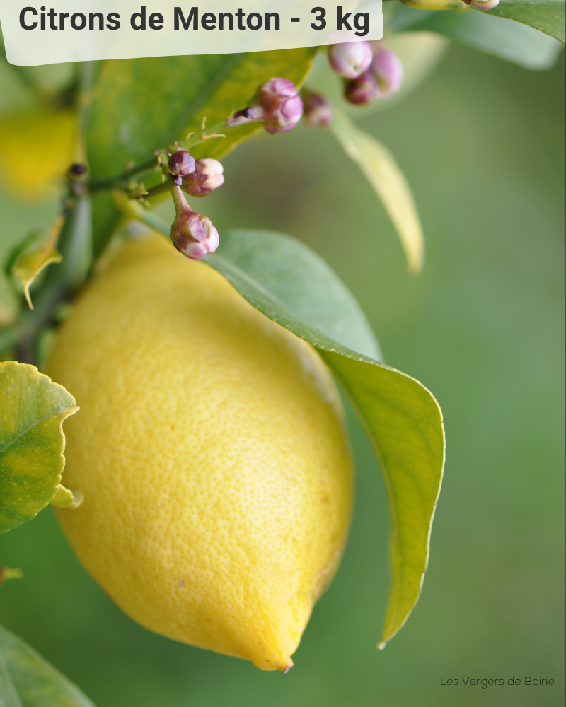 Citrons de Menton IGP, 3 Kg - Les Vergers de Boirie à Menton